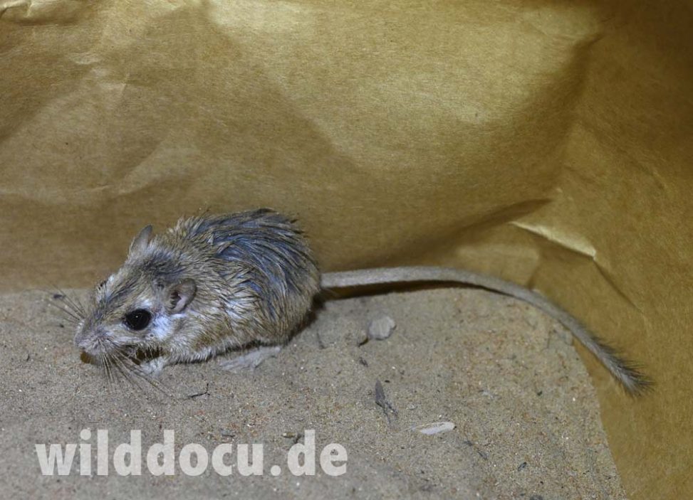 Back in the living desert – Ralfs' Wildlife and Wild Places