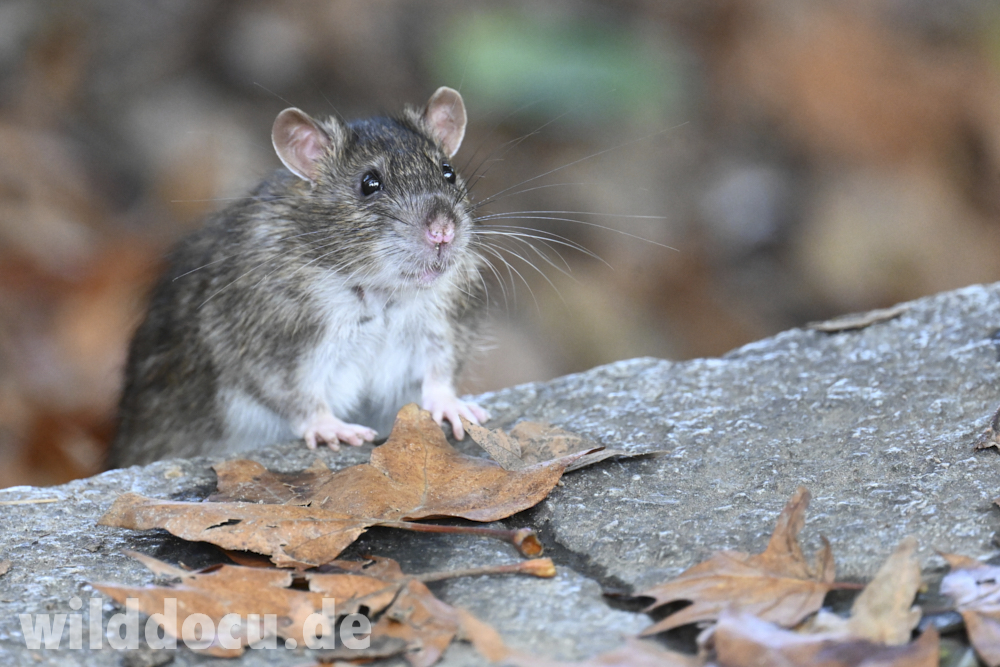 Italy: A mammal watching jackpot and an invasive species record – Ralfs ...