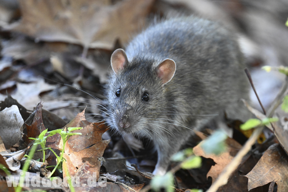 Italy: A mammal watching jackpot and an invasive species record – Ralfs ...